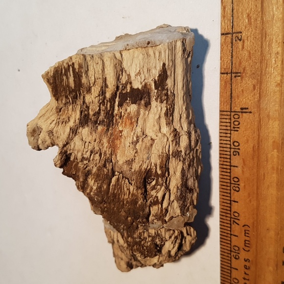 Wall Decor | 437ct Fossilized And Petrified Blue Opal Wood Specimen ...